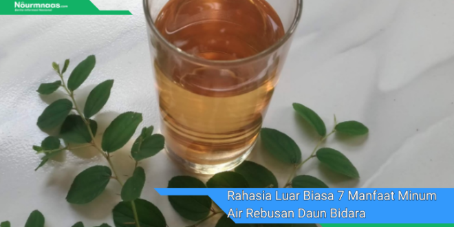 Rahasia Luar Biasa 7 Manfaat Minum Air Rebusan Daun Bidara Untuk ... Rahasia Luar Biasa 7 Manfaat Minum Air Rebusan Daun Bidara Untuk ...